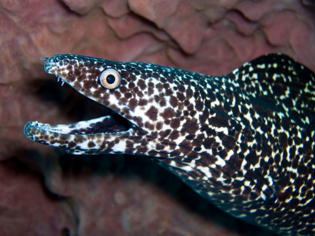 5 Beautiful Fish Species to Discover at Secret Bay